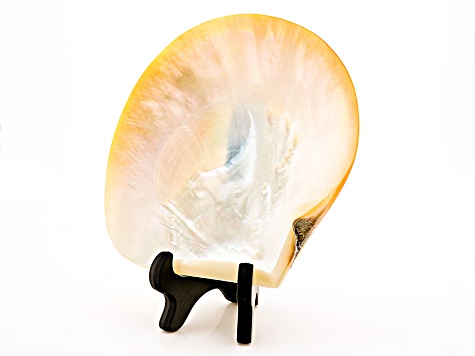 Polished South Sea Shell With Stand - MPL543 | JTV
